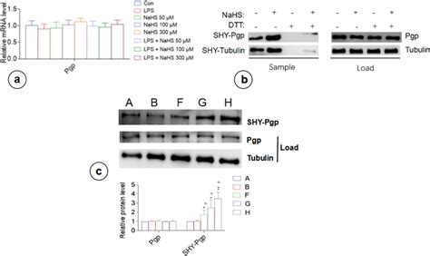 exogenous h2s supplementation increases astrocyte p gp sulfation
