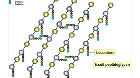 肽聚糖 医学术语 搜狗百科