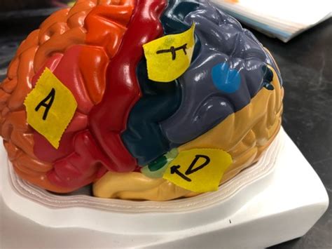 Cortex Flashcards Quizlet