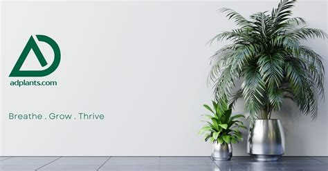 Buy Premium Grp Planters Dubai Stylish Grp Pots Online Umm Al