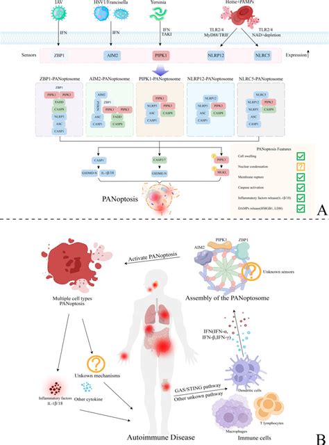 Panoptosis In Autoimmune Diseases Interplay Between Apoptosis Necrosis And Pyroptosis Pmc