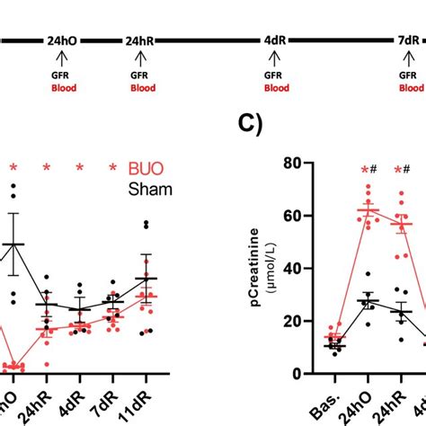 The Impact Of Bilateral Ureteral Obstruction On Tgfr And Pcreatinine