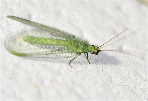 Chrysopa Excepta Bugguide Net
