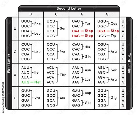 base sequence of dna