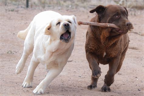 Labrador Retriever Lab Puppies For Sale In Phoenix AZ