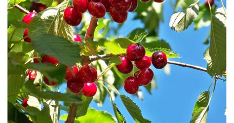 Актуално при череши и вишни Български Фермер