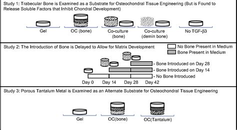 Figure 1 From The Effect Of Devitalized Trabecular Bone On The Formation Of Osteochondral Tissue