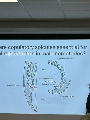 Nematoda Flashcards Quizlet Nematoda Flashcards Quizlet