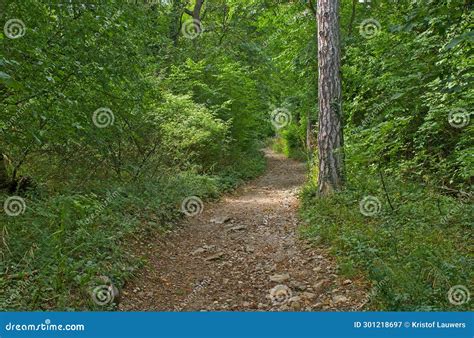 Hiking Trail Through A Sunny Hungarian Forest Stock Image Image Of Hungary Deciduous 301218697