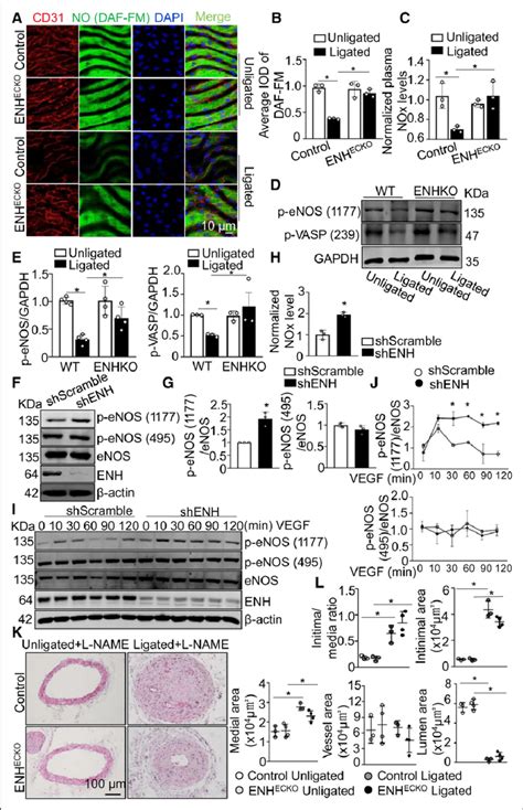 The Ligation Induced Decrease In Enos Endothelial No Synthase Download Scientific Diagram