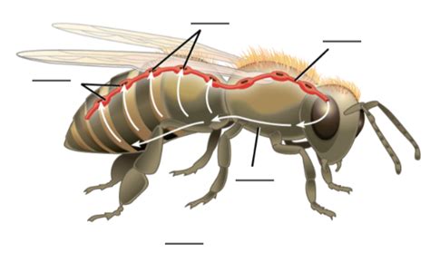 41 Open Circulatory System Fly Diagram Quizlet