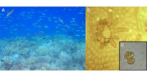 2種類の同位体が拓く量子ビット読み出しの新展開―中性原子型量子コンピュータにおける課題を克服― 京都大学