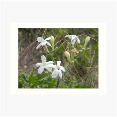 Bull Nettle Tread Softly Finger Rot Mala Mujer Art Print For Sale By Navigator Redbubble