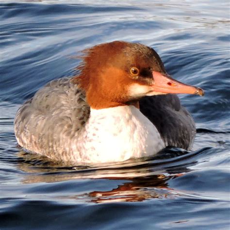 Merganser Uk