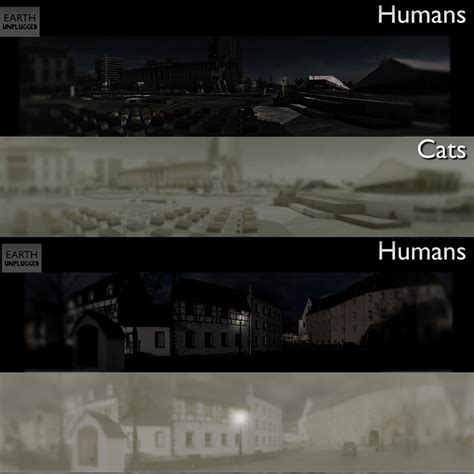 A Cats Vision Is Like A Soft Insta Filter But With Night Vision