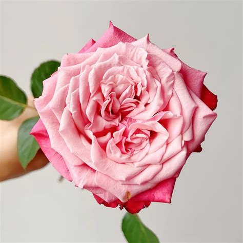 Alter Ego Rose Rosesplant