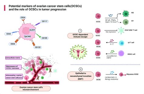 Potential Markers Of Ovarian Cancer Stem Cells Ocscs And The Role Of