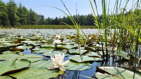 White Water Lilies In A Pond Stock Image Image Of Lily Plant 343496555