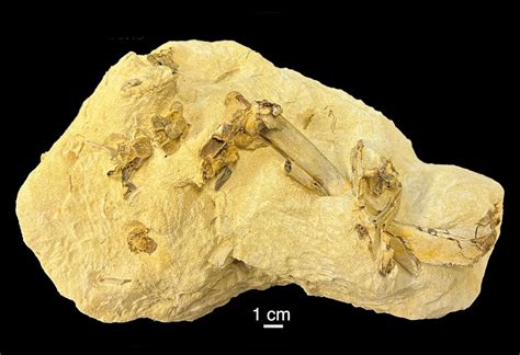 How A 67 Million Year Old Fossil Turned The Theory Of Bird Evolution