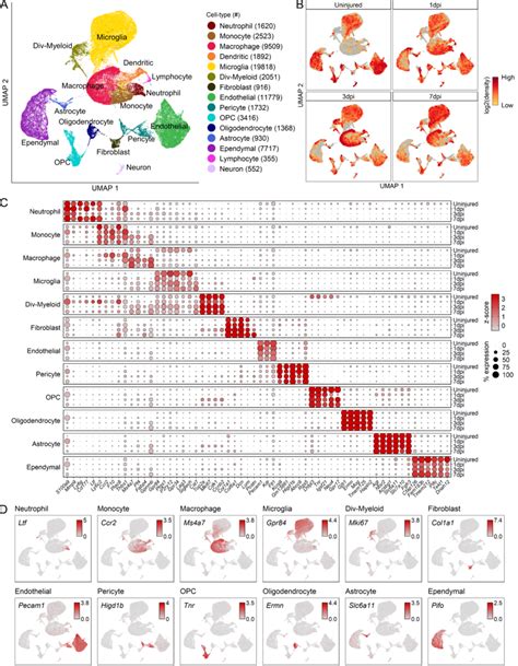 Transcriptomic Identification Of Major Cell Types That Comprise The
