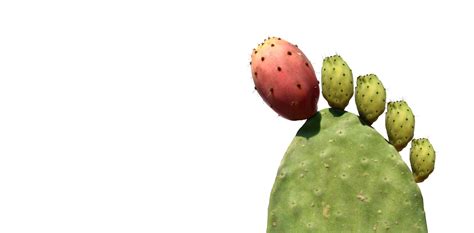 La Gota Y La Fruta