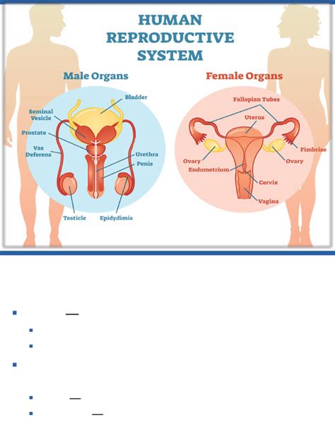 Reproductive System Pdf Luteinizing Hormone Testicle
