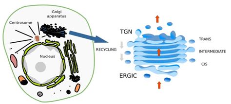 The Cell 5 Vesicular Trafficking Golgi Apparatus Atlas Of Plant And
