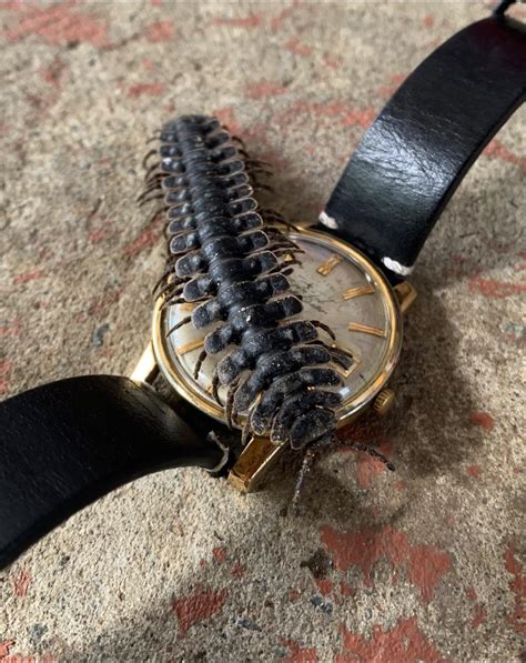 What Is This Bug Found In Malaysia R Whatsthisbug