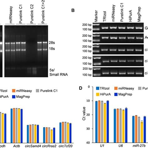 Dnase Digestion During The Rna Preparation With Magprep Silica Beads