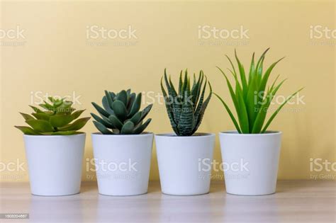 실내 인공 식물 화분에 다양한 즙이 있습니다 흰색 미니 냄비에 즙이 많은 즙 가정 장식을위한 아이디어 공간을 복사합니다 0명에 대한 스톡 사진 및 기타 이미지 Istock