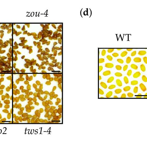 Endosperm Elimination Is Key For Seed Longevity And Permeability A