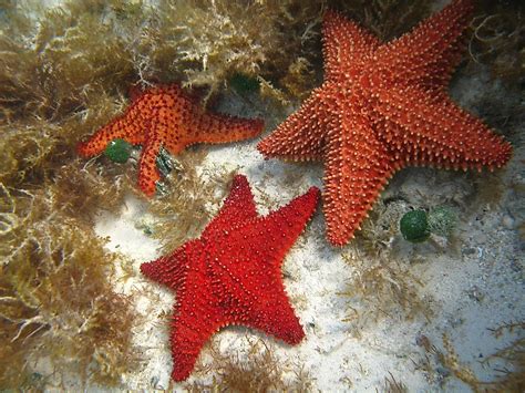 Asexual Reproduction In Starfish