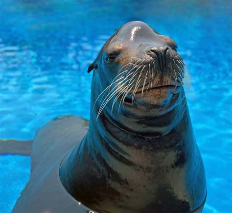 Sea Lions