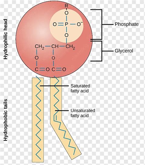 Phospholipid Diagram Simple