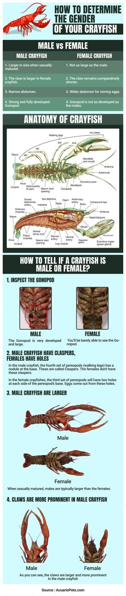 Determining Crayfish Gender Infographic Acuario Pets