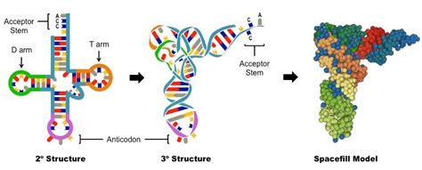 Trna Structure Diagram