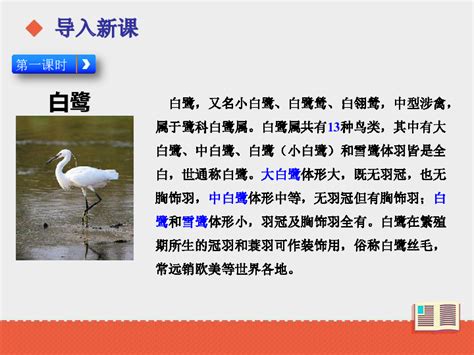 1《白鹭》课件（47张）21世纪教育网 二一教育