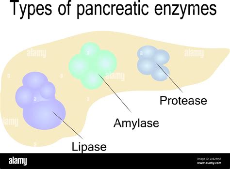 Pancreatic Enzymes For Irritable Bowel Syndrome At Katherine Shelton Blog