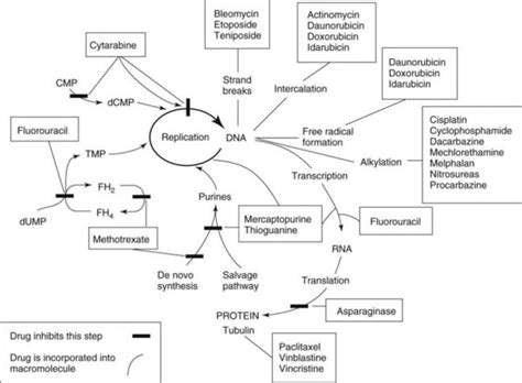 42 Antineoplastic Drugs Pocket Dentistry