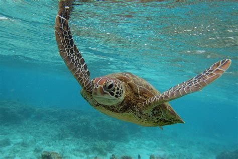 Why Are There More Female Sea Turtles Than Males In Florida