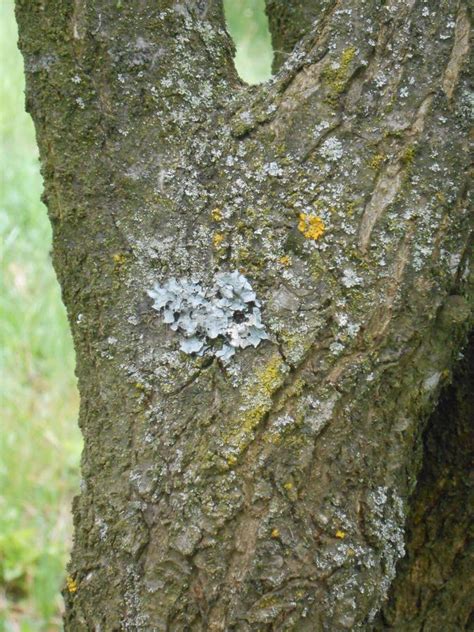 Part Of The Tree Trunk With Lichen Stock Image Image Of Wood Gray