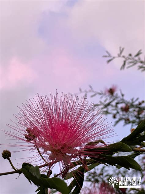 Calliandra Pink Powder Puff Tree At Sara Sheridan Blog