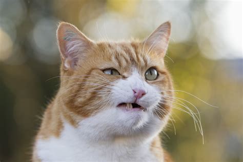 12 Types Of Exotic Cats Pets Tutorial