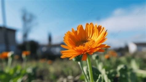 필드에 오렌지 데이지 겨울 푸른 하늘을 배경으로 피어난 금송화 한 송이 고화질 사진 사진 꽃 배경 일러스트 및 사진 무료 다운로드 Pngtree