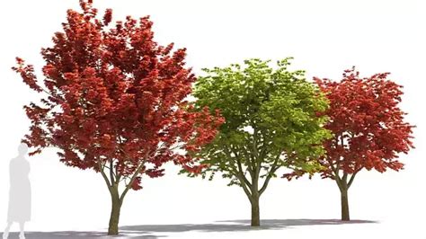 Sugar Maple Tree 3d Model Cgtrader