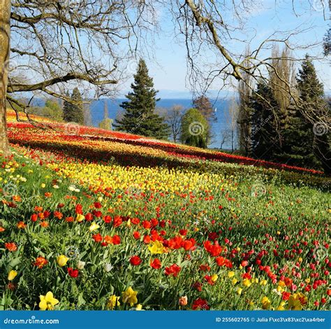 Spring Meadow Full Of Colorful Tulips On Island Mainau With Lake