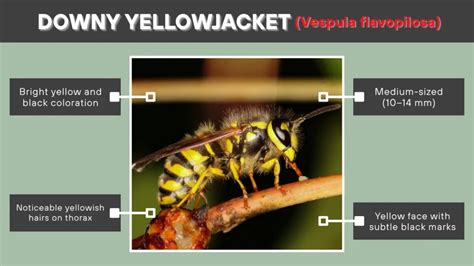 16 Types Of Yellow Jacket Wasps Identification With Images