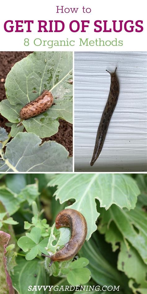 How To Get Rid Of Slugs In The Garden Organically Artofit