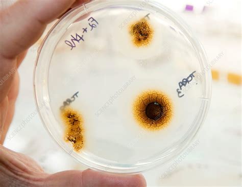 Microalgae Research Stock Image C0140328 Science Photo Library