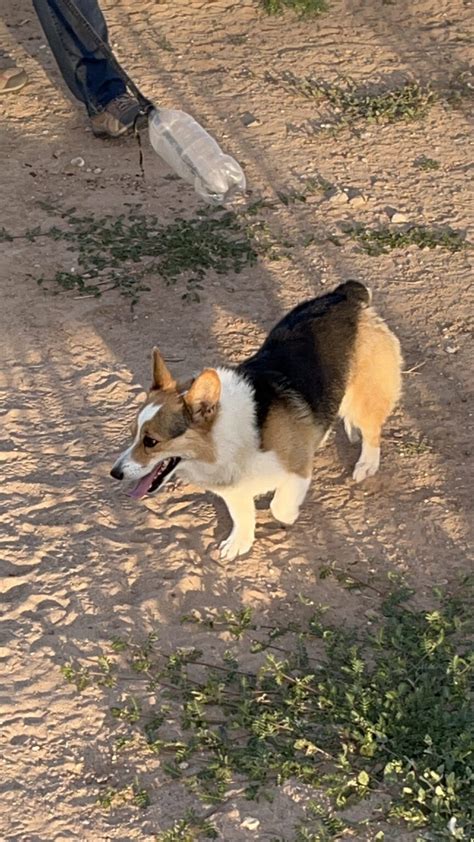 Lovable Lively Lilly Zoom Room Dog Training